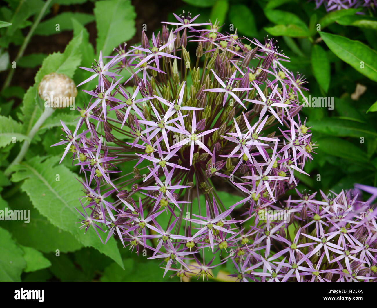 Purple flower sphere hi-res stock photography and images - Alamy