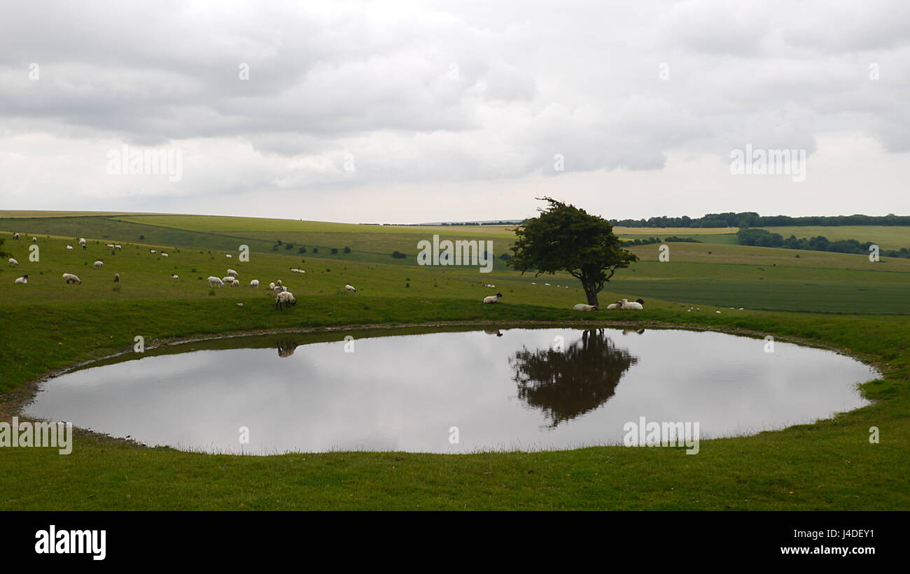 Tree by a pond hi-res stock photography and images - Alamy