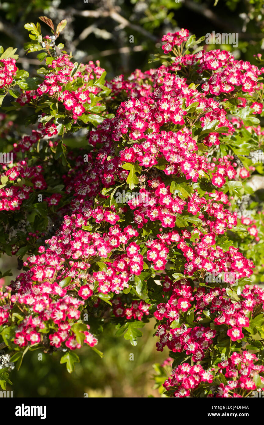 Hawthorn crimson cloud hi-res stock photography and images - Alamy