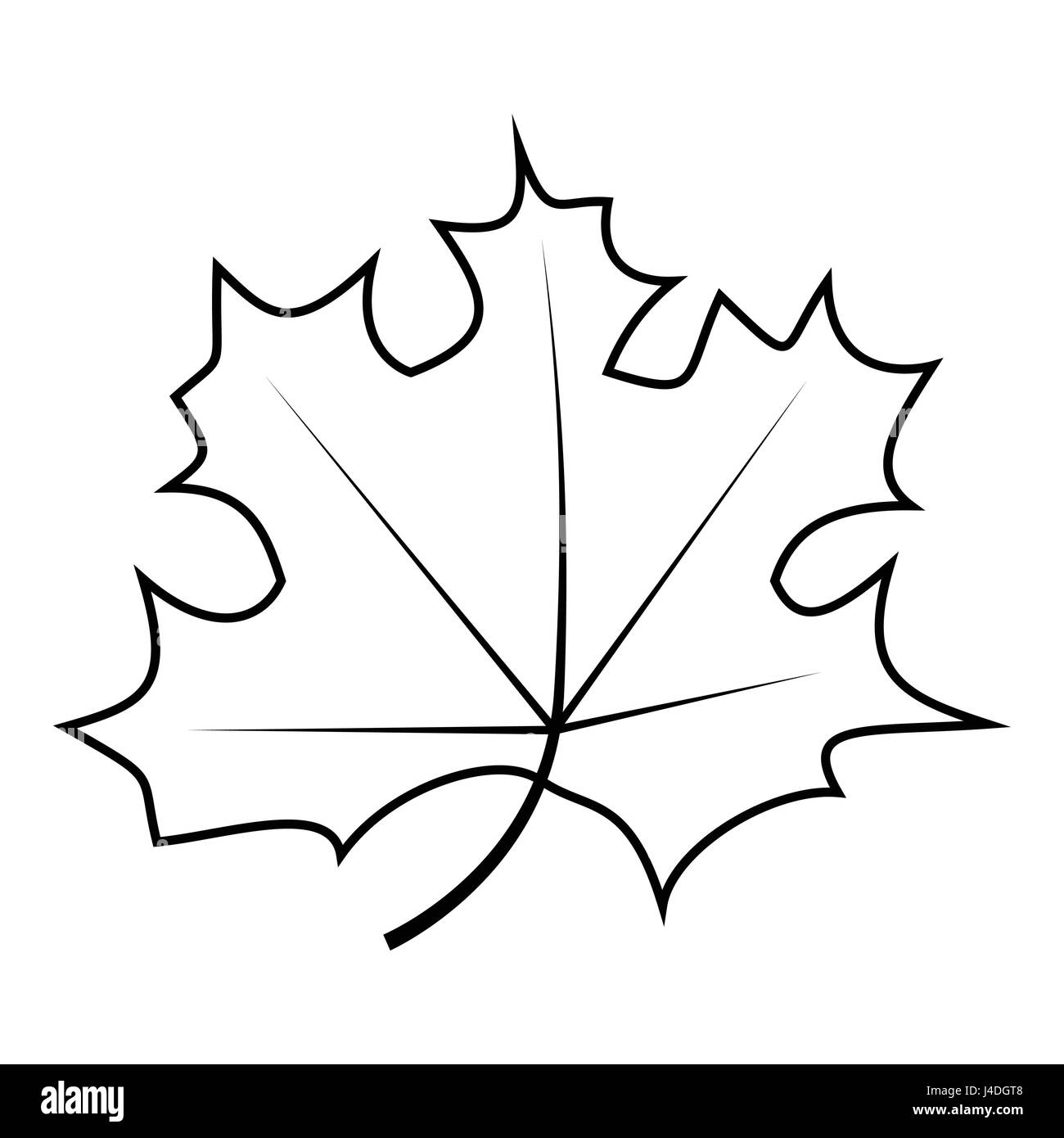 Leaf birch autumn line Black and White Stock Photos & Images - Alamy
