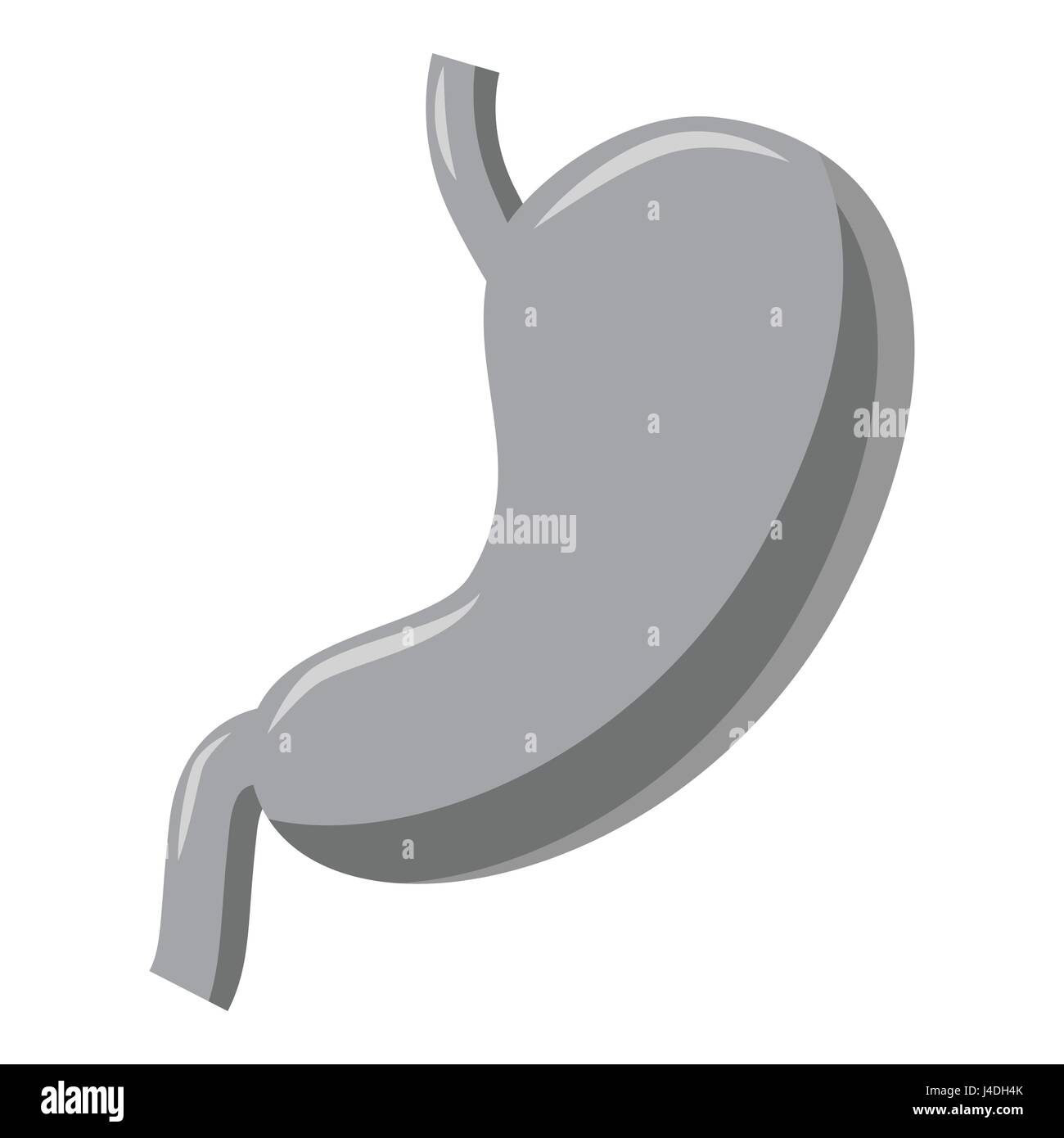 Intestine anatomy sphincter Stock Vector Images - Alamy