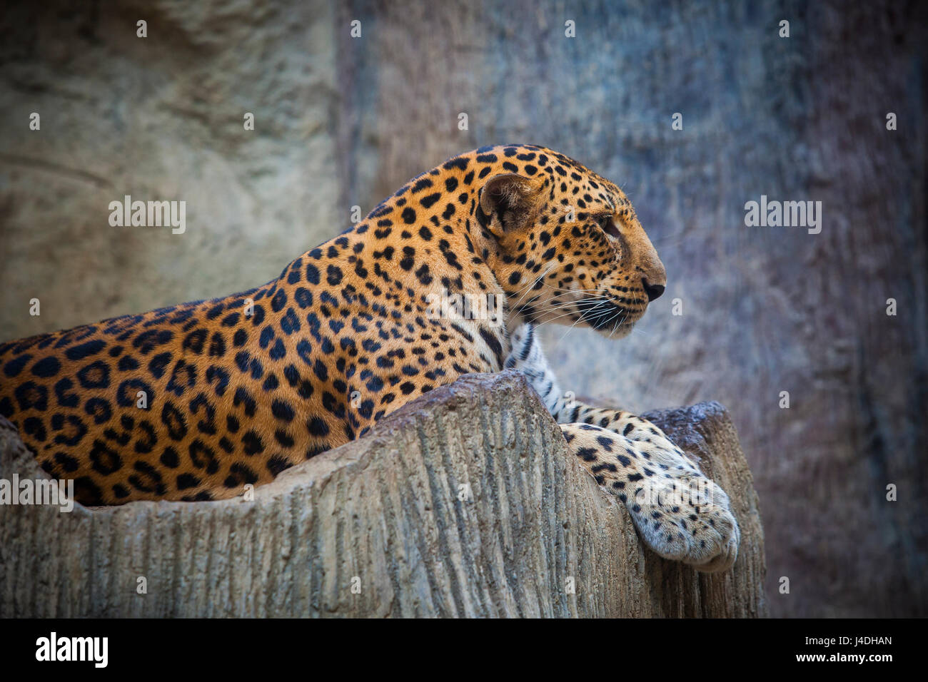 close up side view face of dangerous angry leopard lying on rock Stock ...