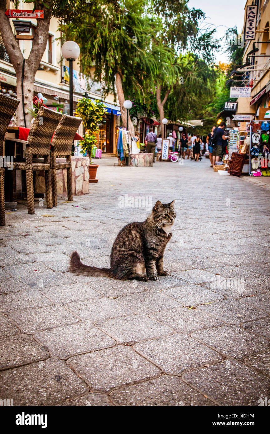 Cat in a street hi-res stock photography and images - Alamy