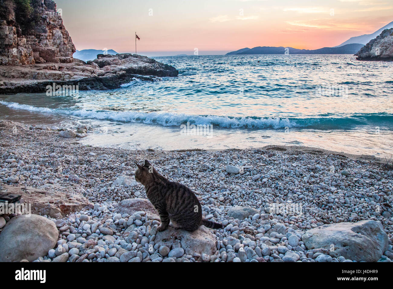 Cat ocean hi-res stock photography and images - Alamy