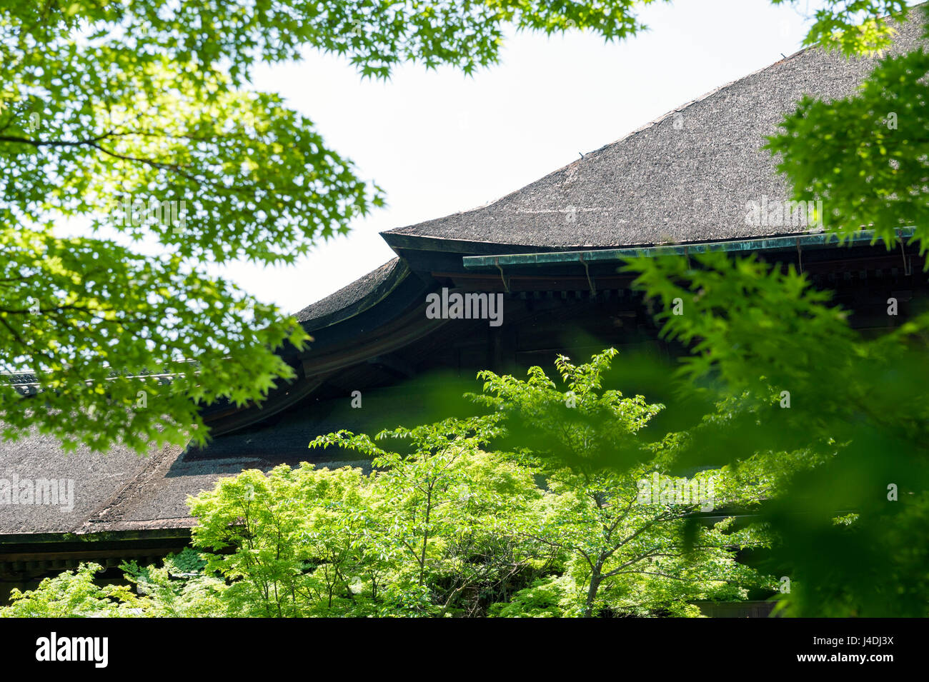 Traditional Japanese thatched roof building with branch of tree in ...