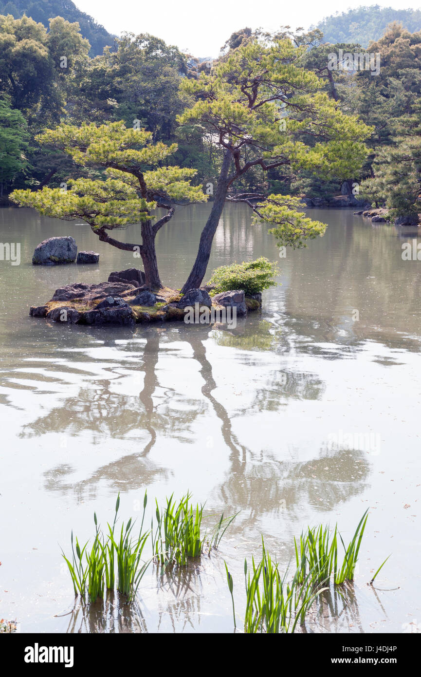 Japanese Black Pine Bonsai Tree High Resolution Stock Photography and ...