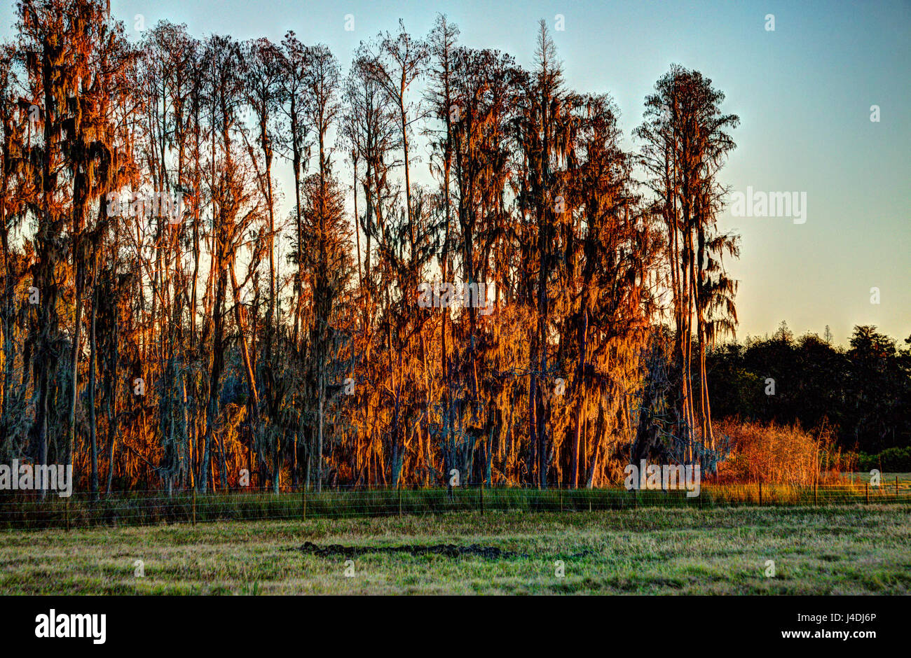 Golden light trees hi-res stock photography and images - Alamy