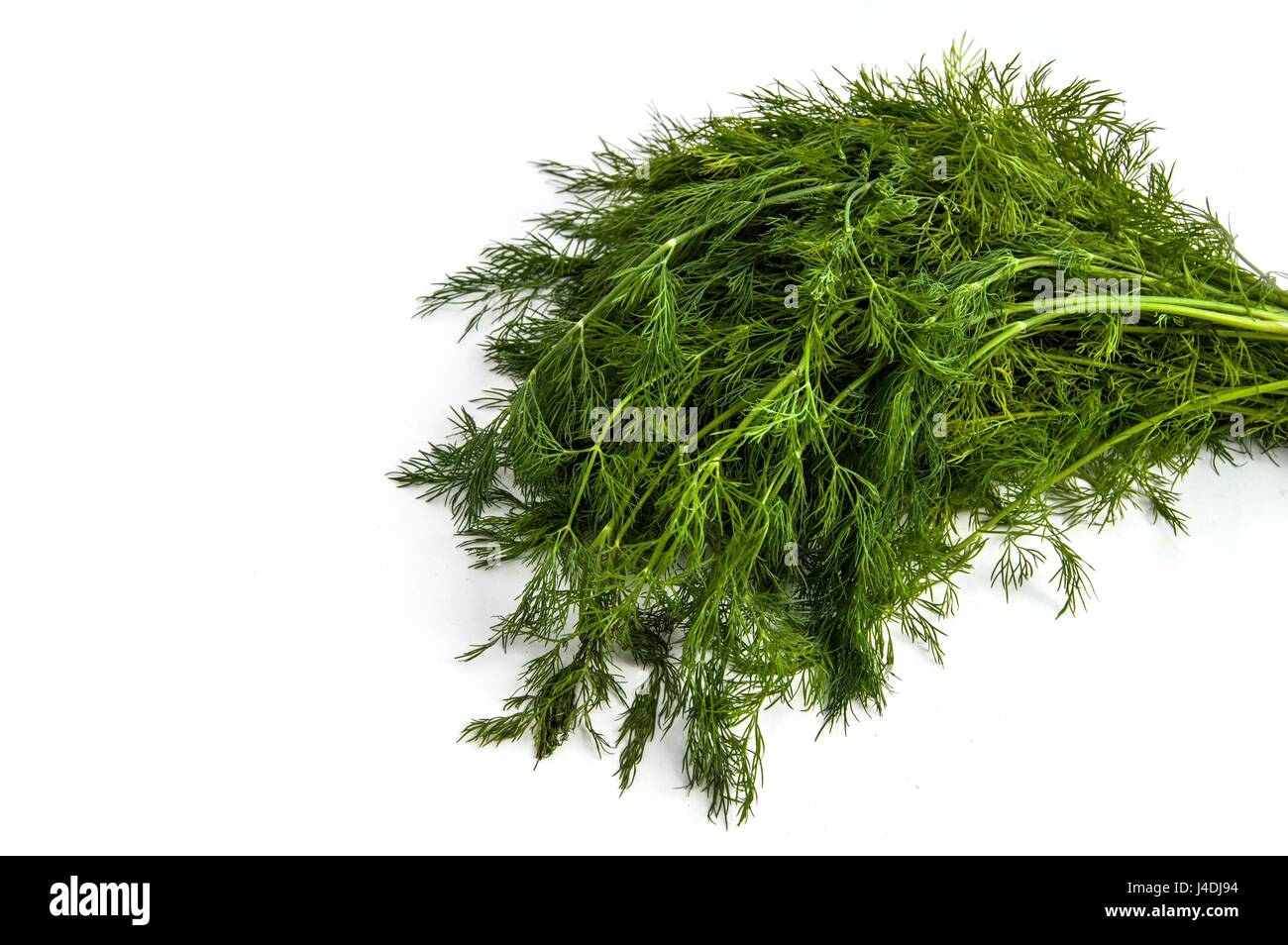 Dill plant, green dill, a bunch of dill, white background with dill ...