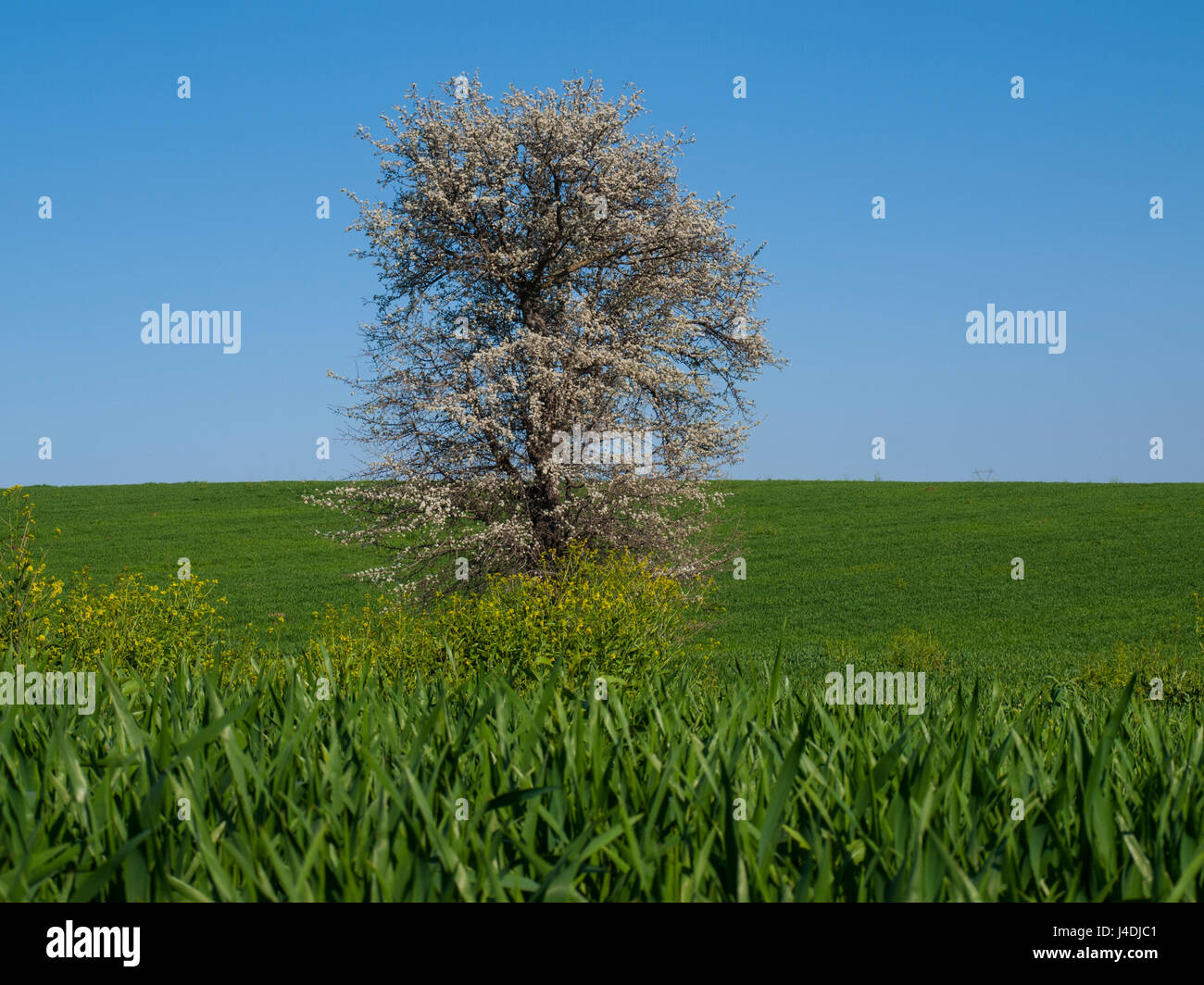 Flowering texture hi-res stock photography and images - Alamy