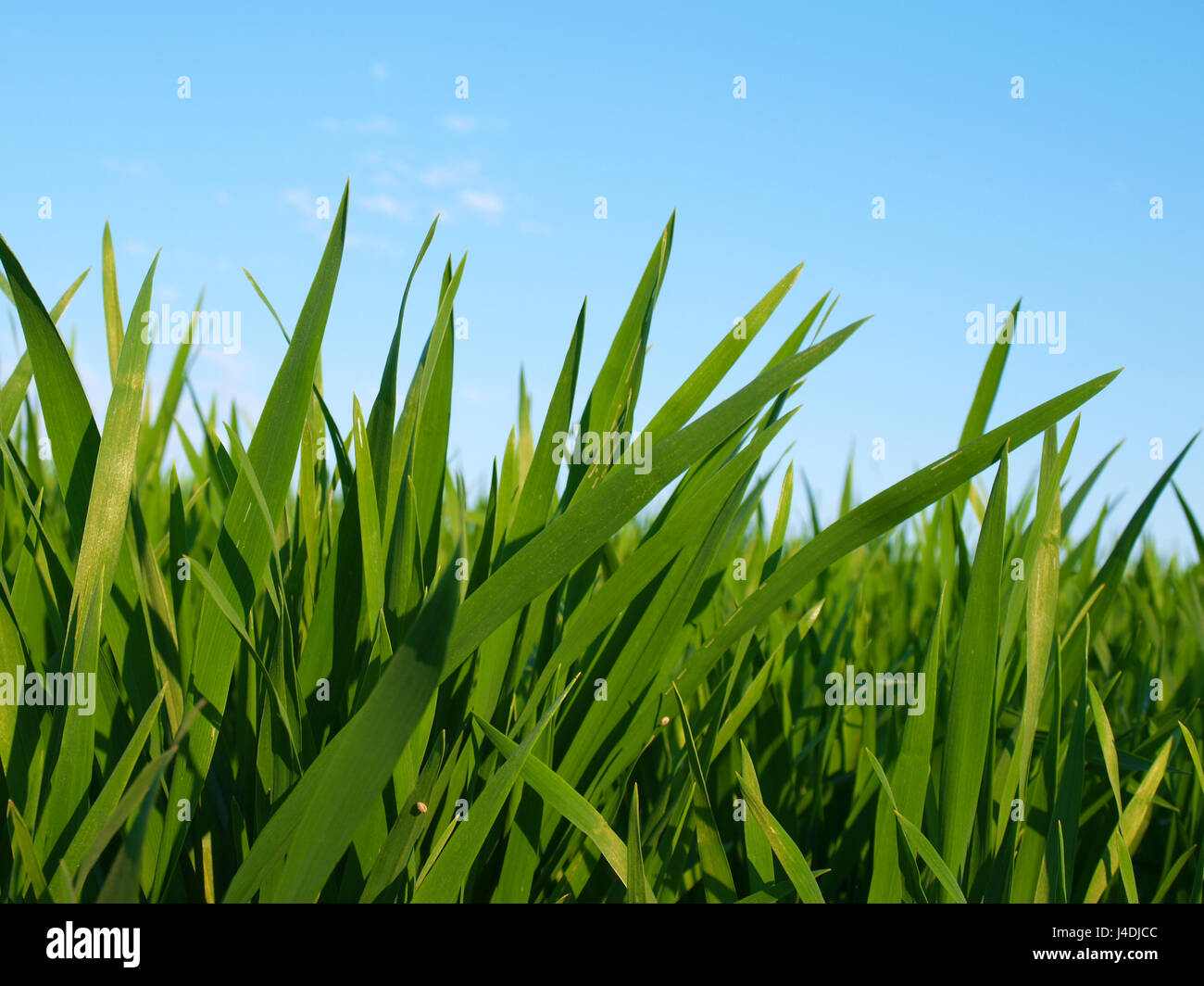 Flowering texture hi-res stock photography and images - Alamy