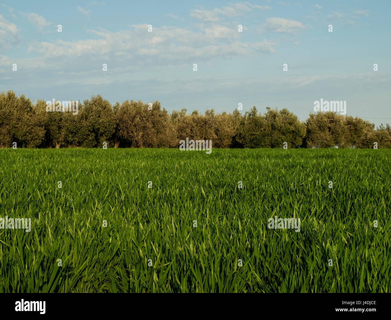 Flowering tree in a field with wheat hi-res stock photography and ...