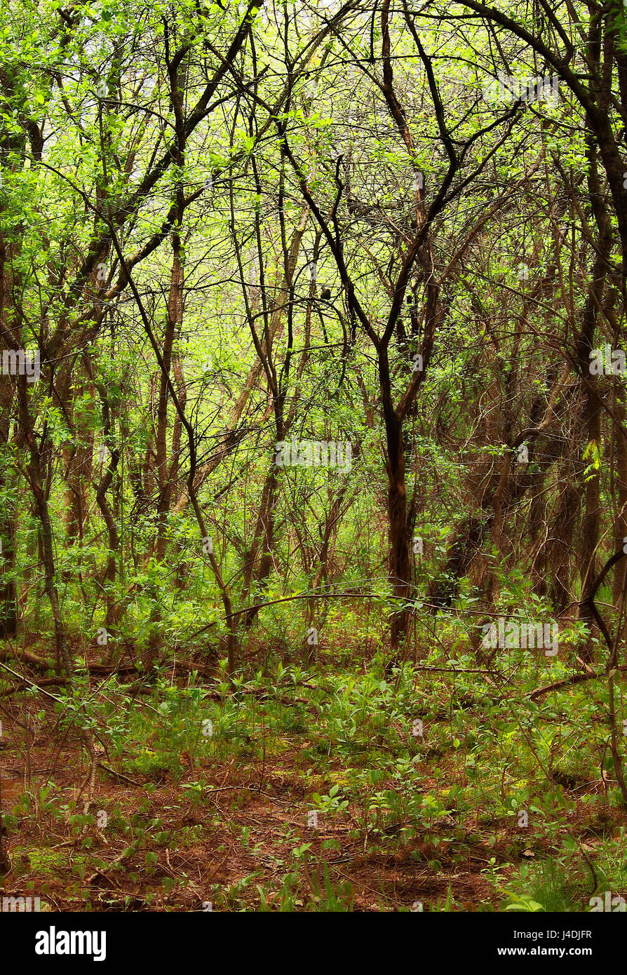 Dead forests hi-res stock photography and images - Alamy Dead forests hi-res stock photography and images - Alamy
