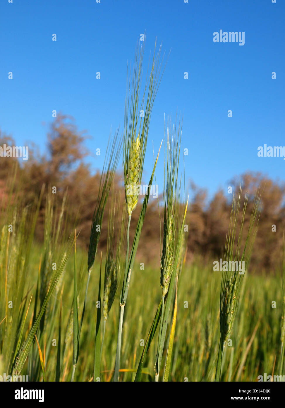Grains plants hi-res stock photography and images - Alamy