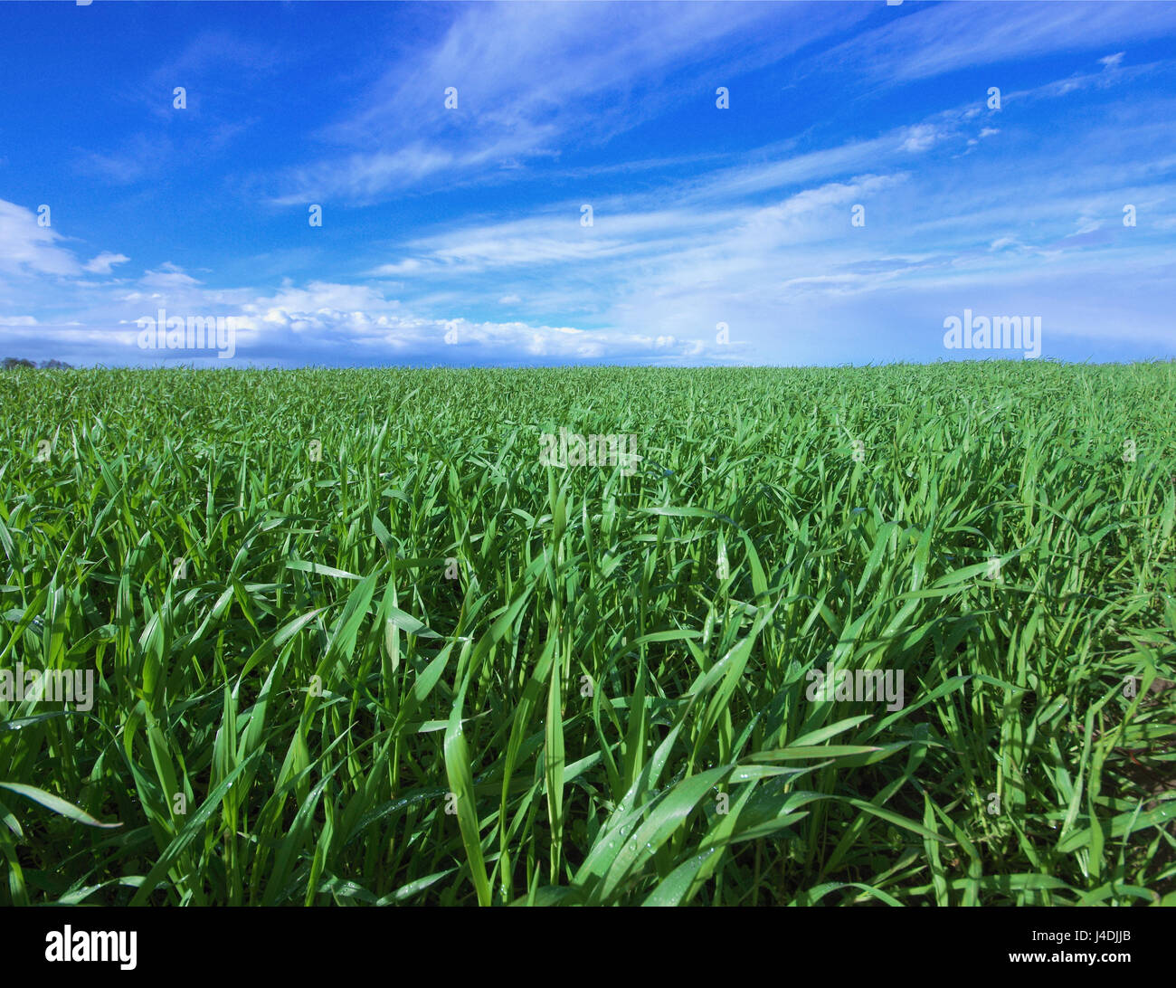 Landscape with field of green grains and intensive blue sky on spring ...