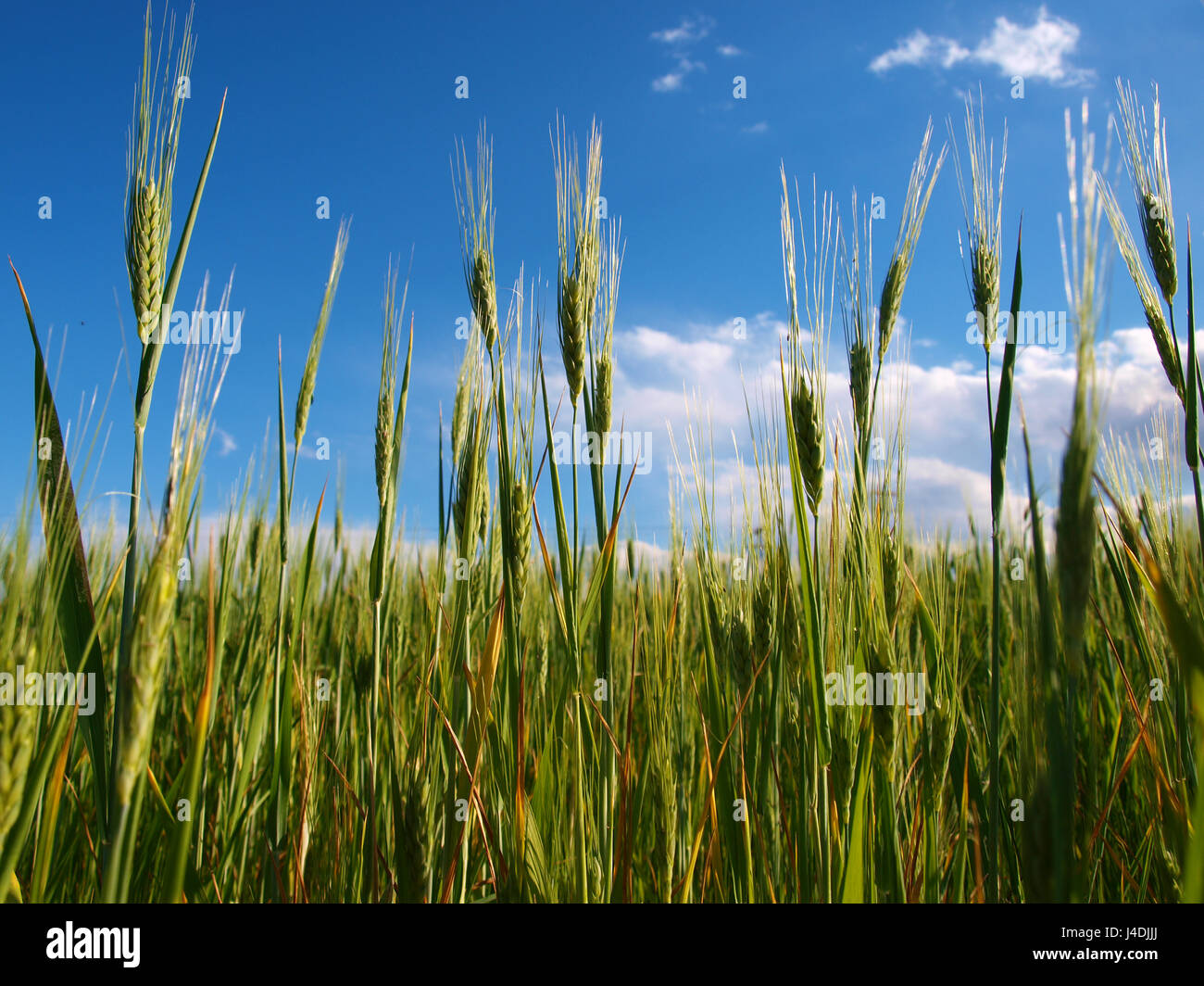 Grains plants hi-res stock photography and images - Alamy