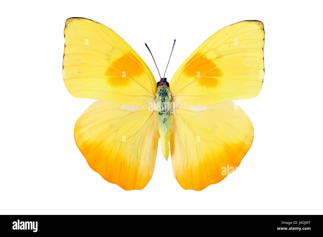 Real Yellow Butterfly