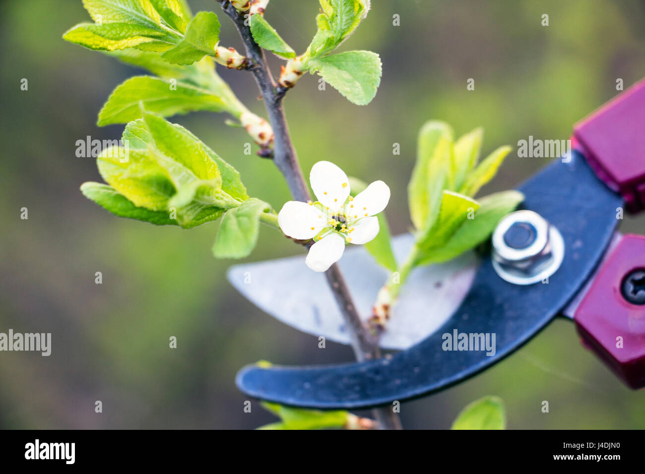 Garden scissors cuts a cherry flower Stock Photo - Alamy