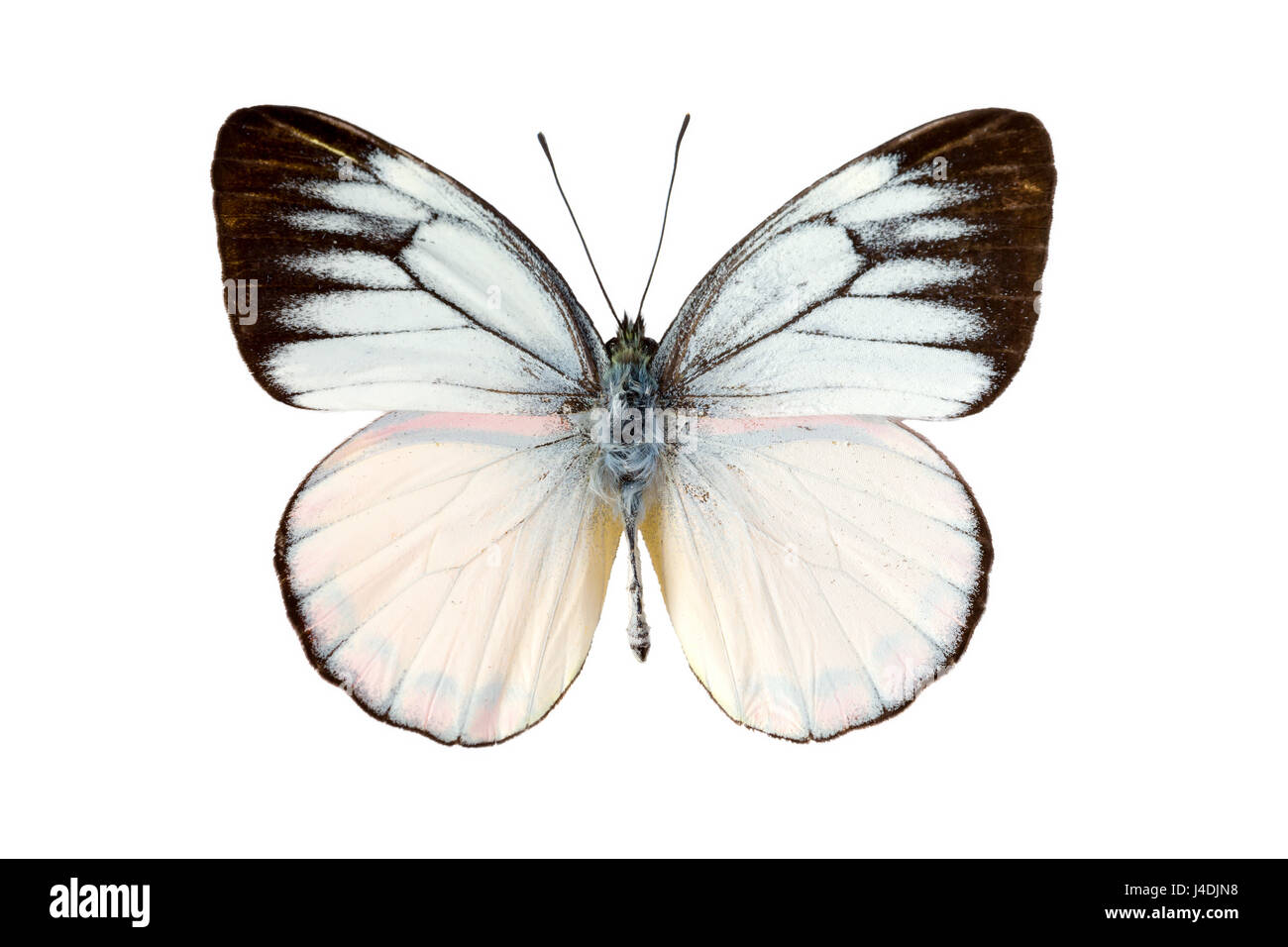 Cepora laeta hi-res stock photography and images - Alamy