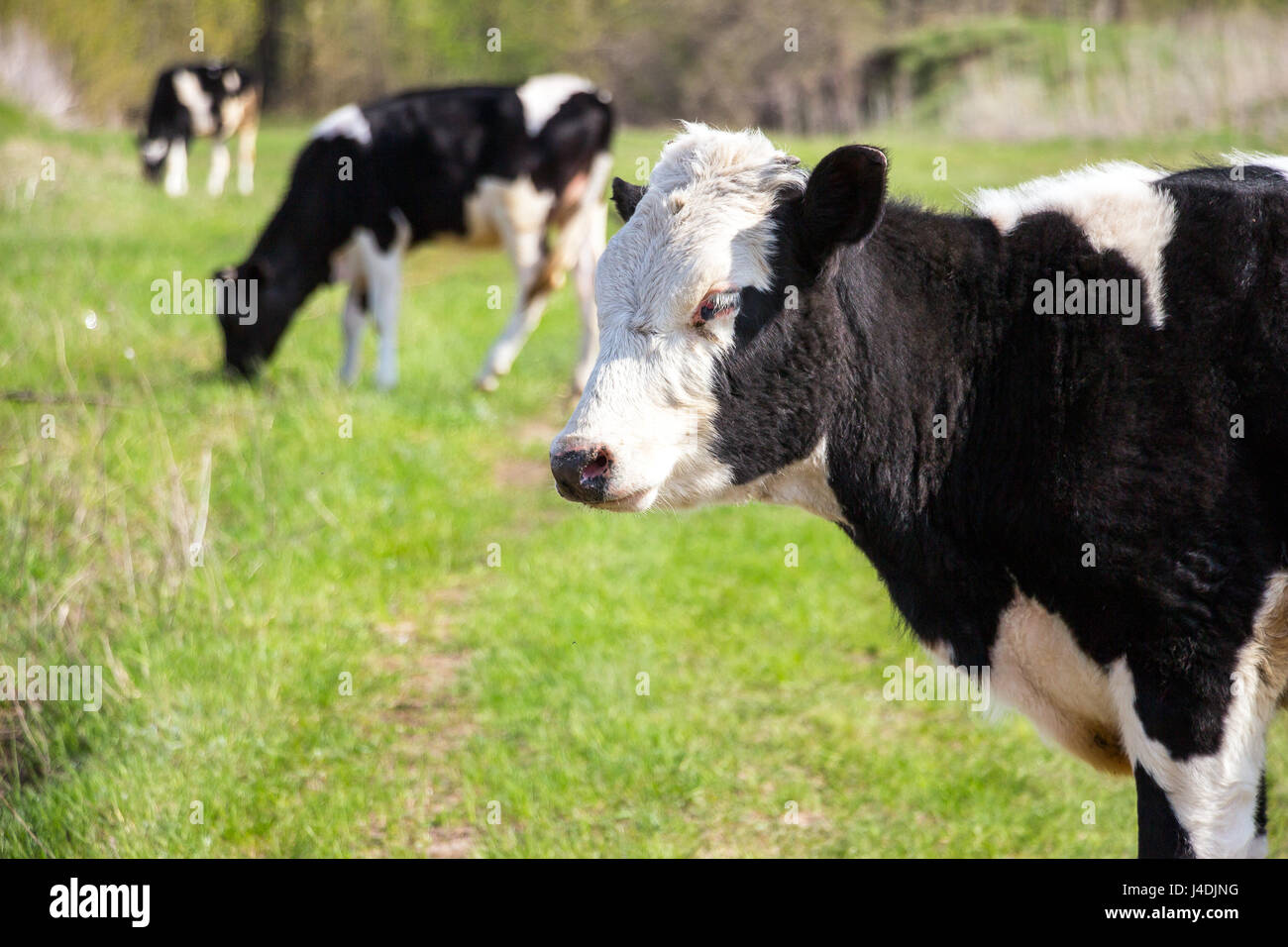 Black and white cow Stock Photo - Alamy
