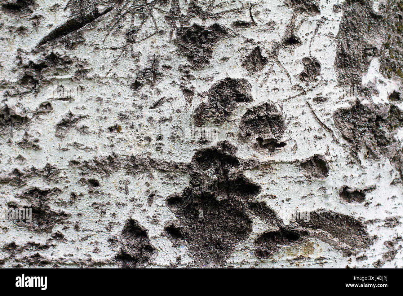 horizontal white tree bark texture pattern Stock Photo - Alamy