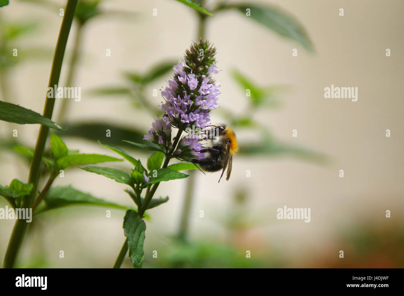 Busy bee working on flower, spring in my garden Stock Photo - Alamy