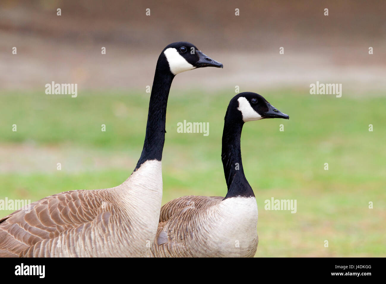 Two canada hi-res stock photography and images - Alamy