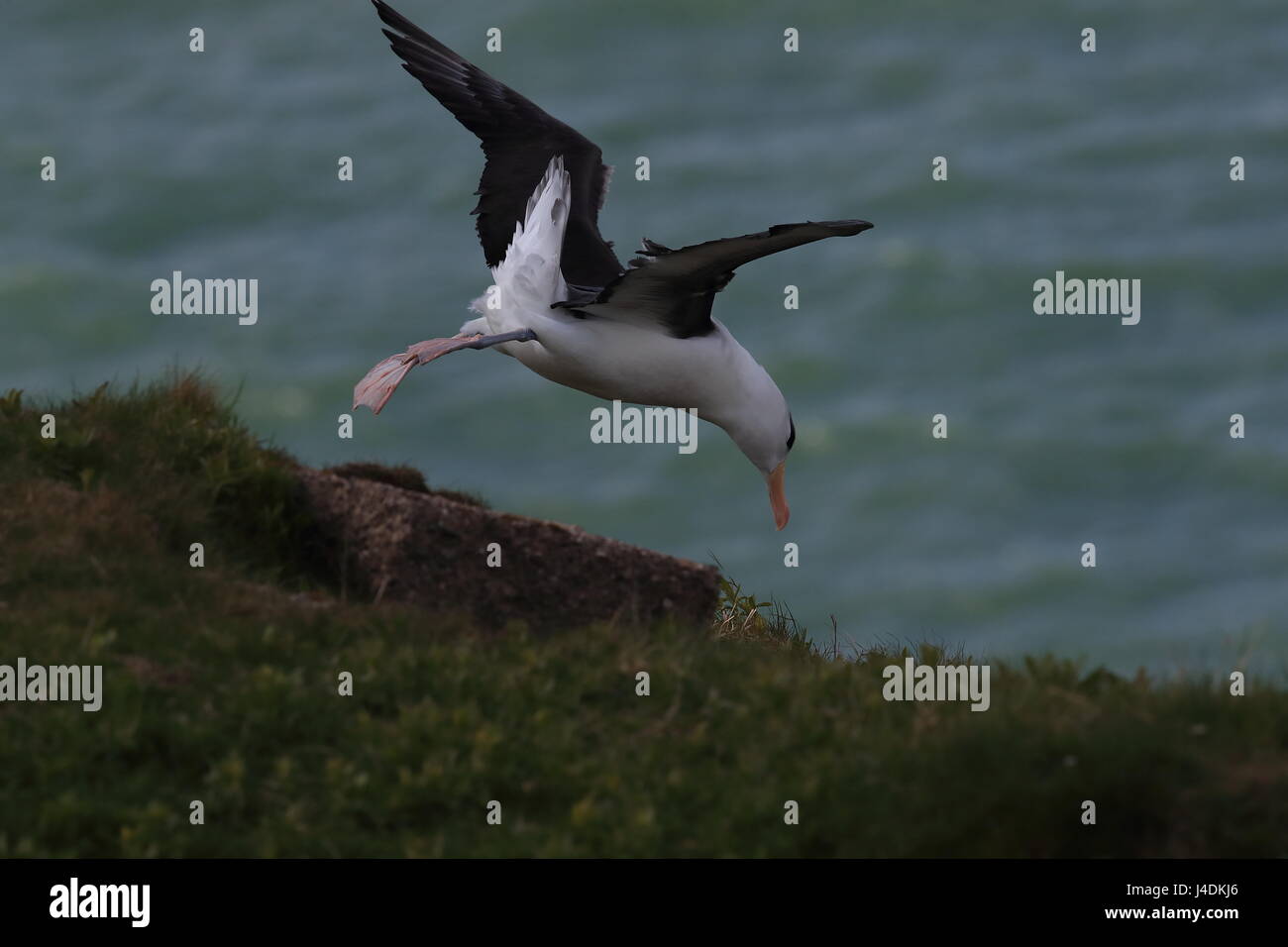 Black-browed Albatros ( Thalassarche melanophris ) or Mollymawk ...
