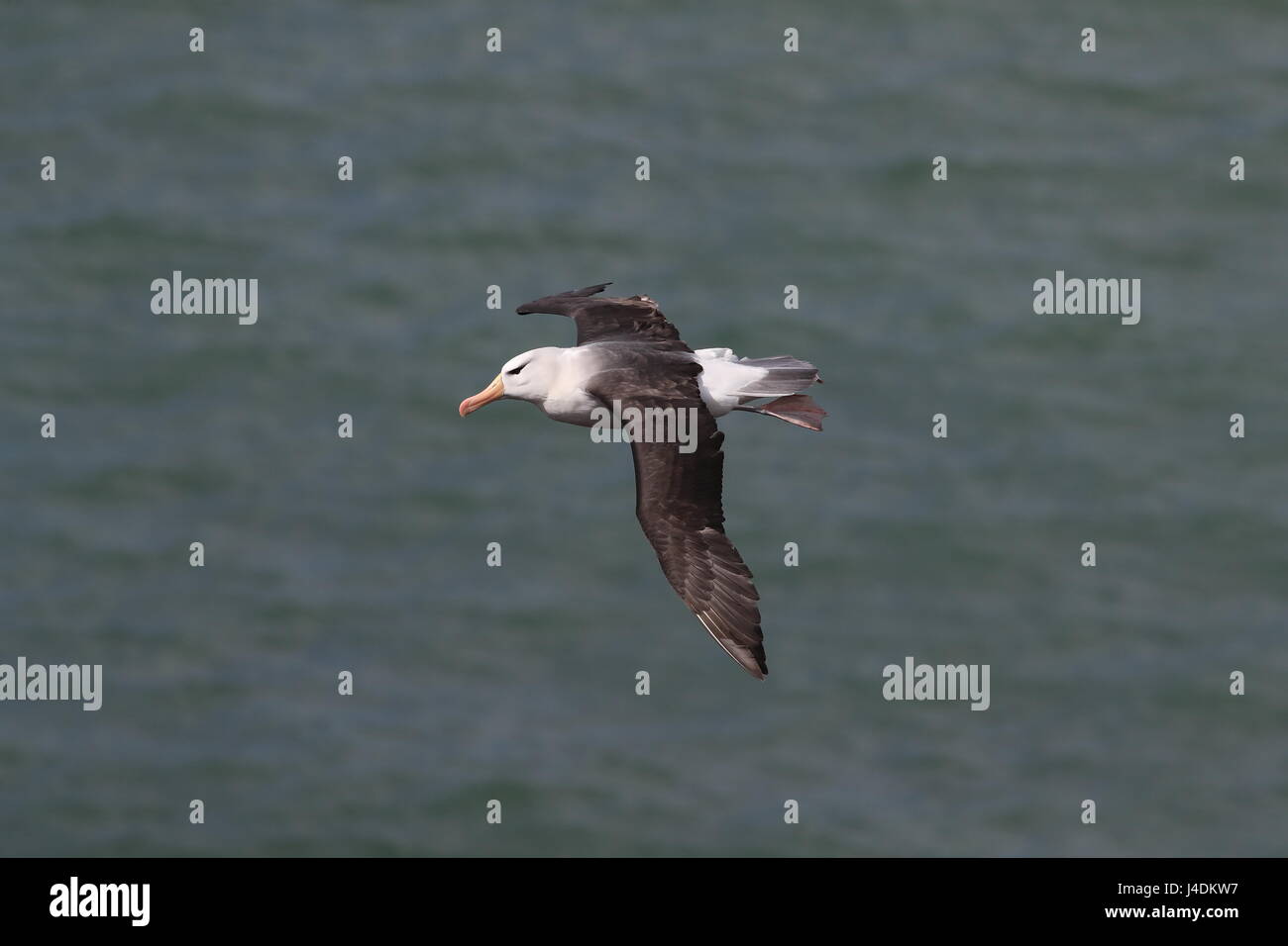 Black-browed Albatros ( Thalassarche melanophris ) or Mollymawk ...