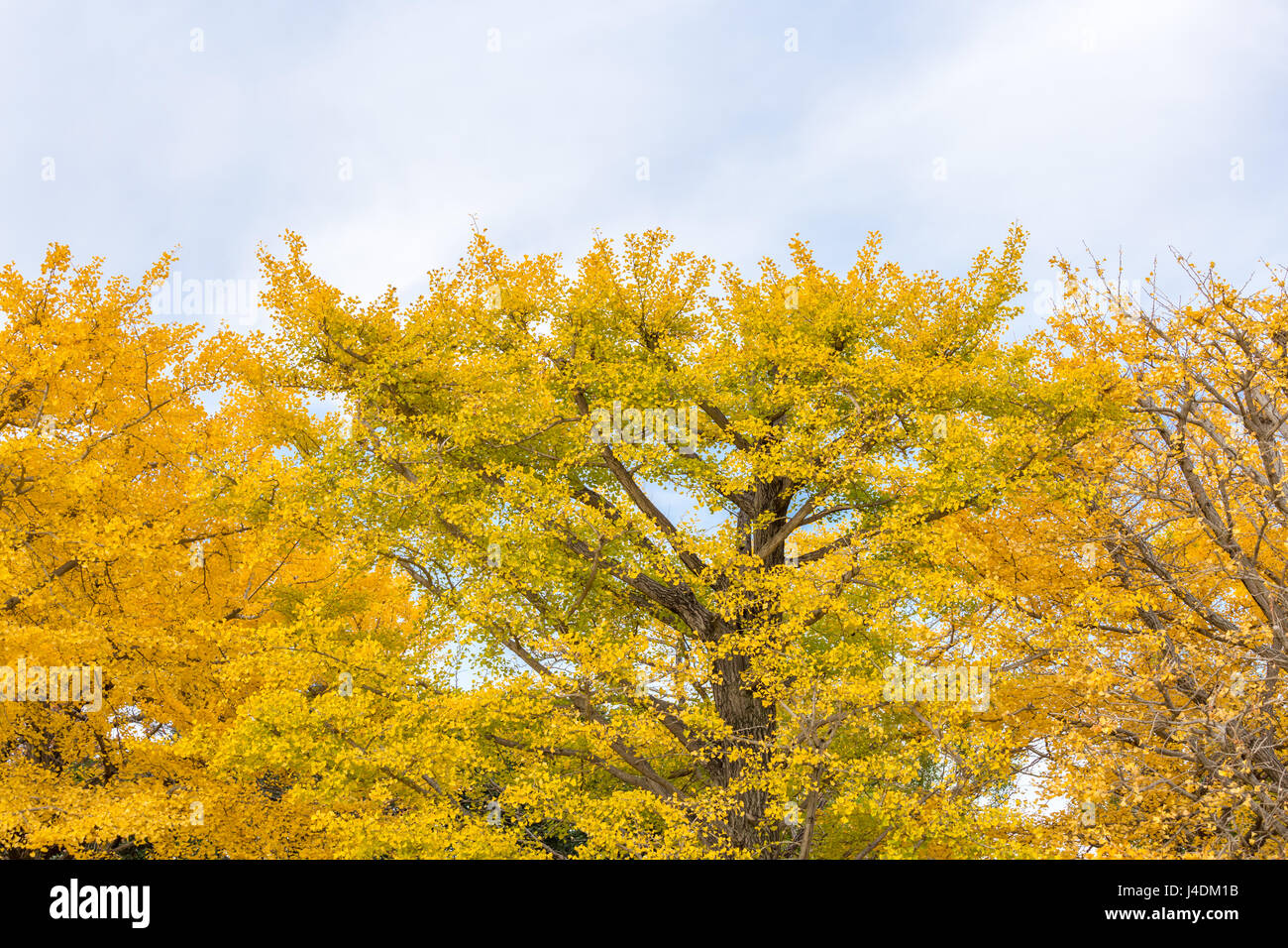 Ginkgo trees in Autumn in Tokyo Japan Stock Photo - Alamy