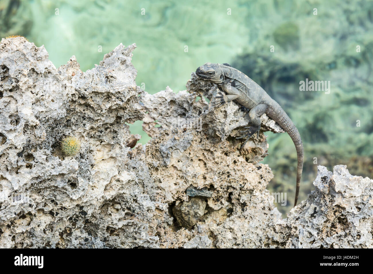 A lizard on a cliff above the crystal clear waters of the Roatan ...