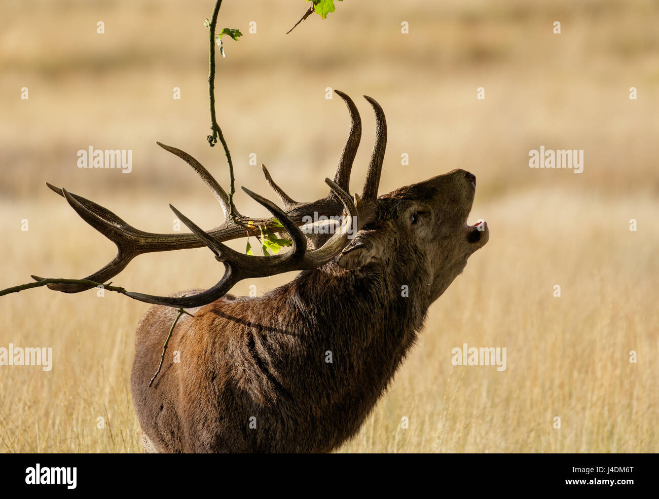 Red Deer rut (Cervus elaphus) stag roaring calling or bugling and using ...
