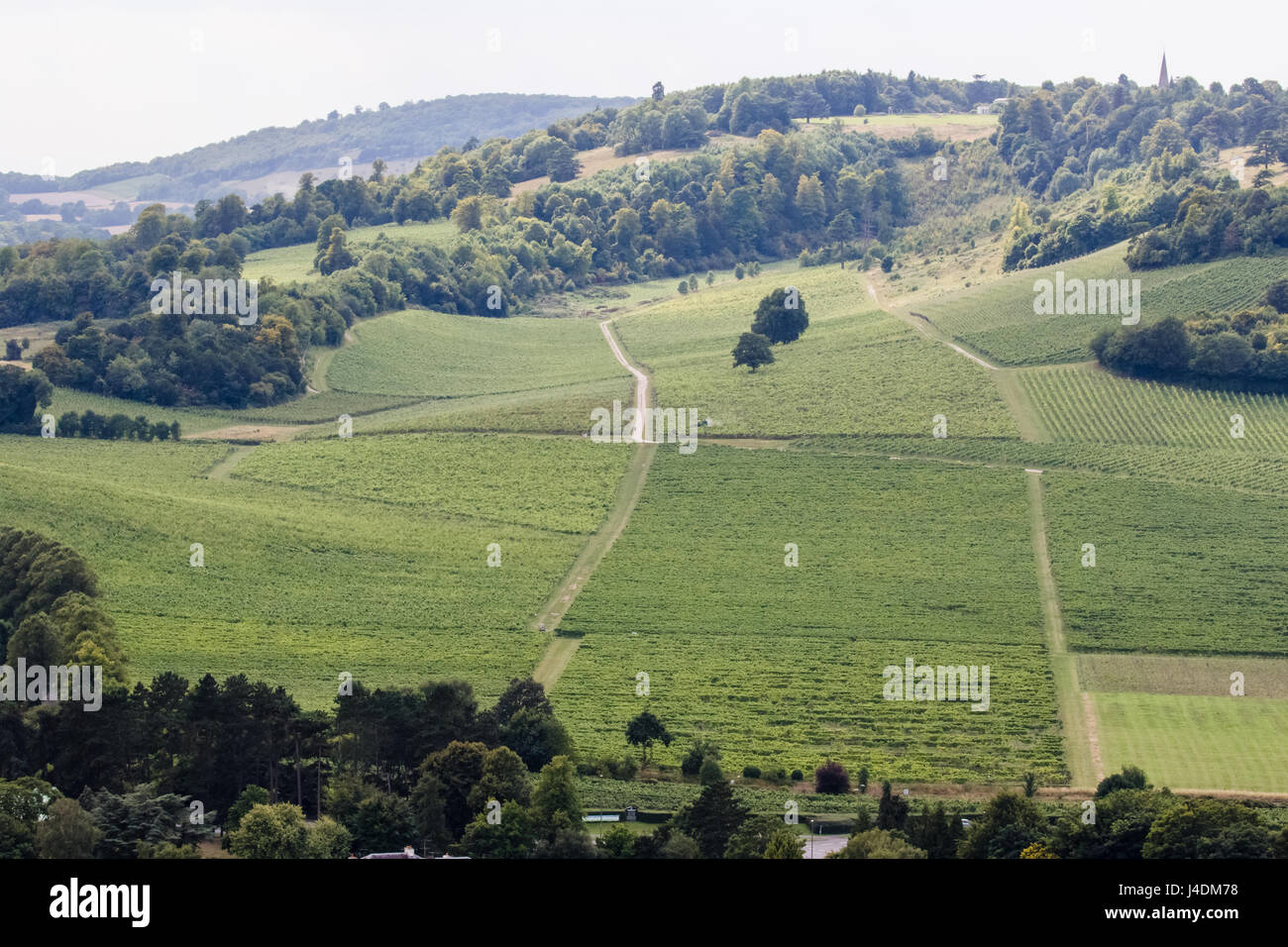 View across the Denbies Wine estate vineyards, set on the slopes of the ...