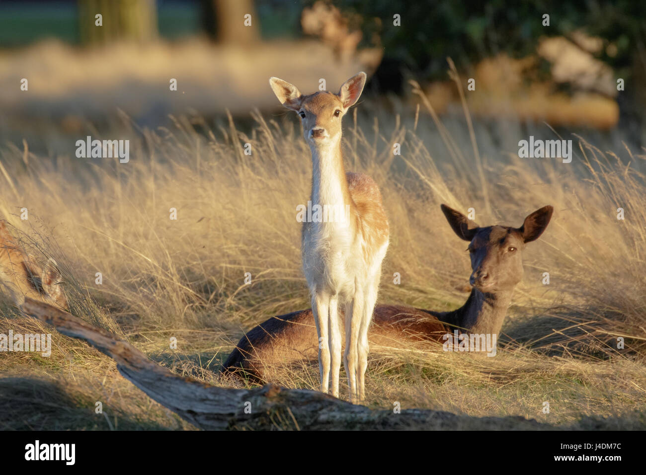 Fallow deer fawn (Dama dama) and mother female Doe behind at sunset ...