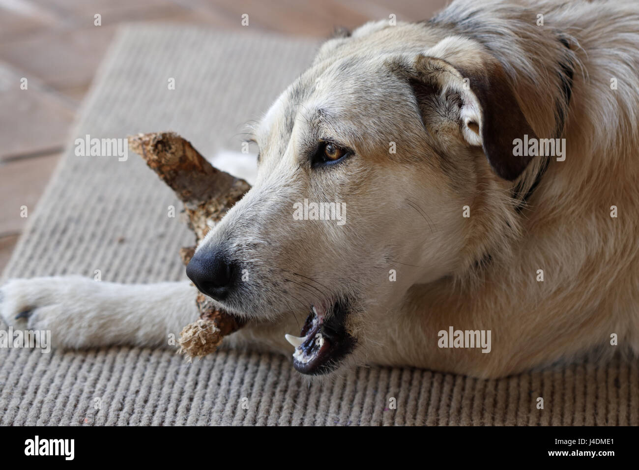 Chewing wood hi-res stock photography and images - Alamy