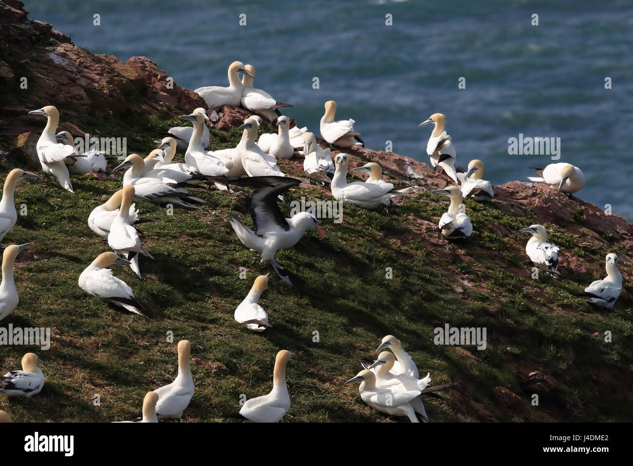 Black-browed Albatros ( Thalassarche melanophris ) or Mollymawk ...