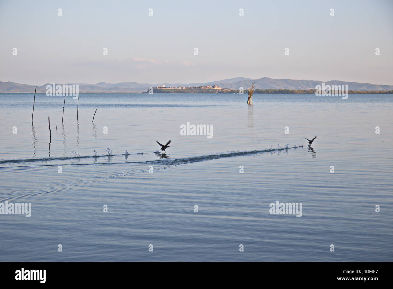 Birds running on water Stock Photo - Alamy