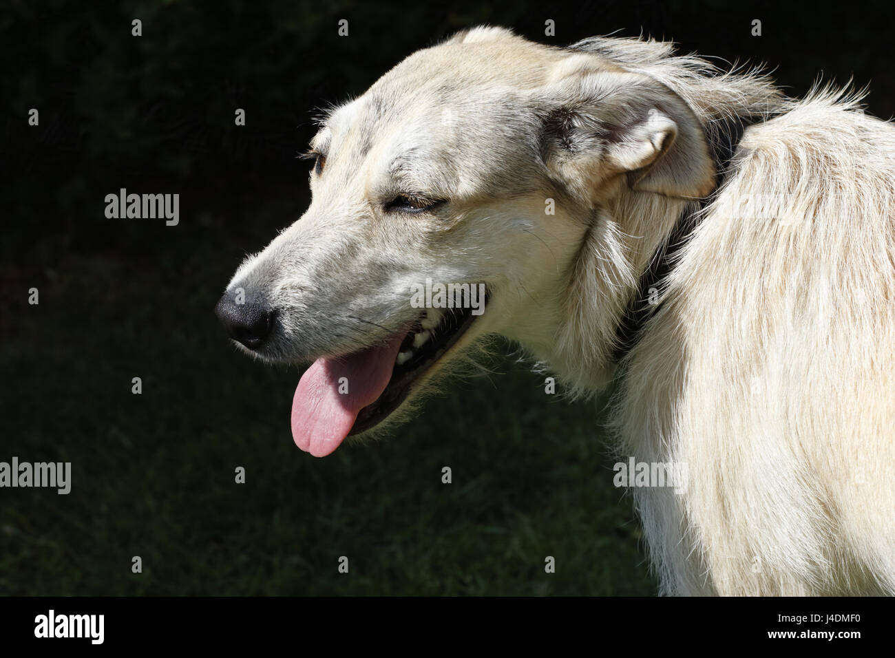Random bred dogs hi-res stock photography and images - Alamy
