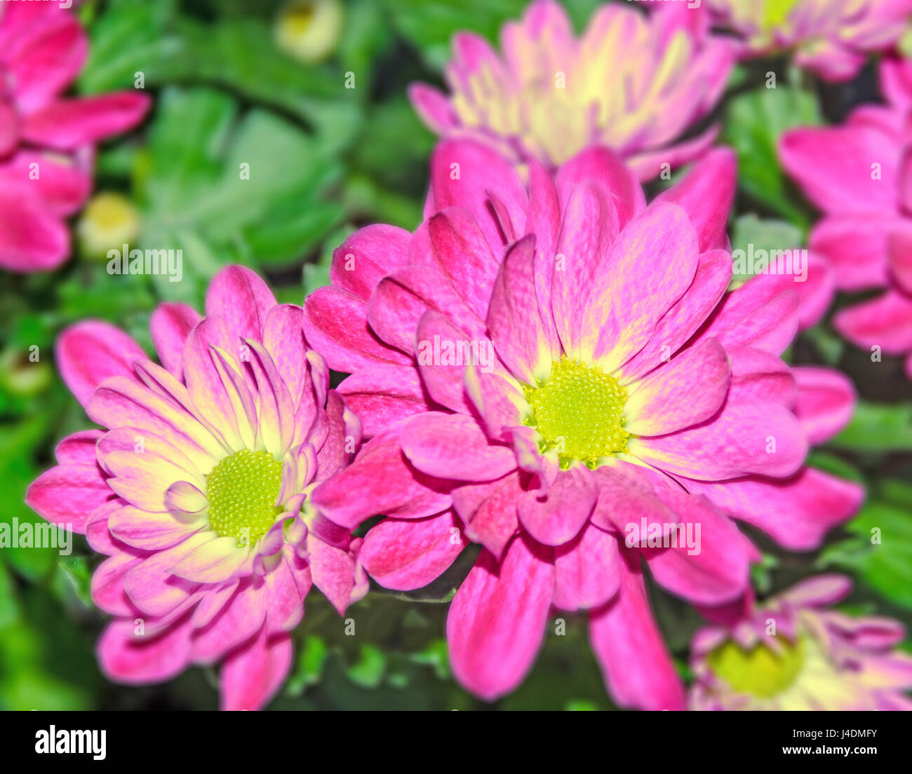 Purple Chrysanthemums bouquet flowers, floral arrangement with mums or ...