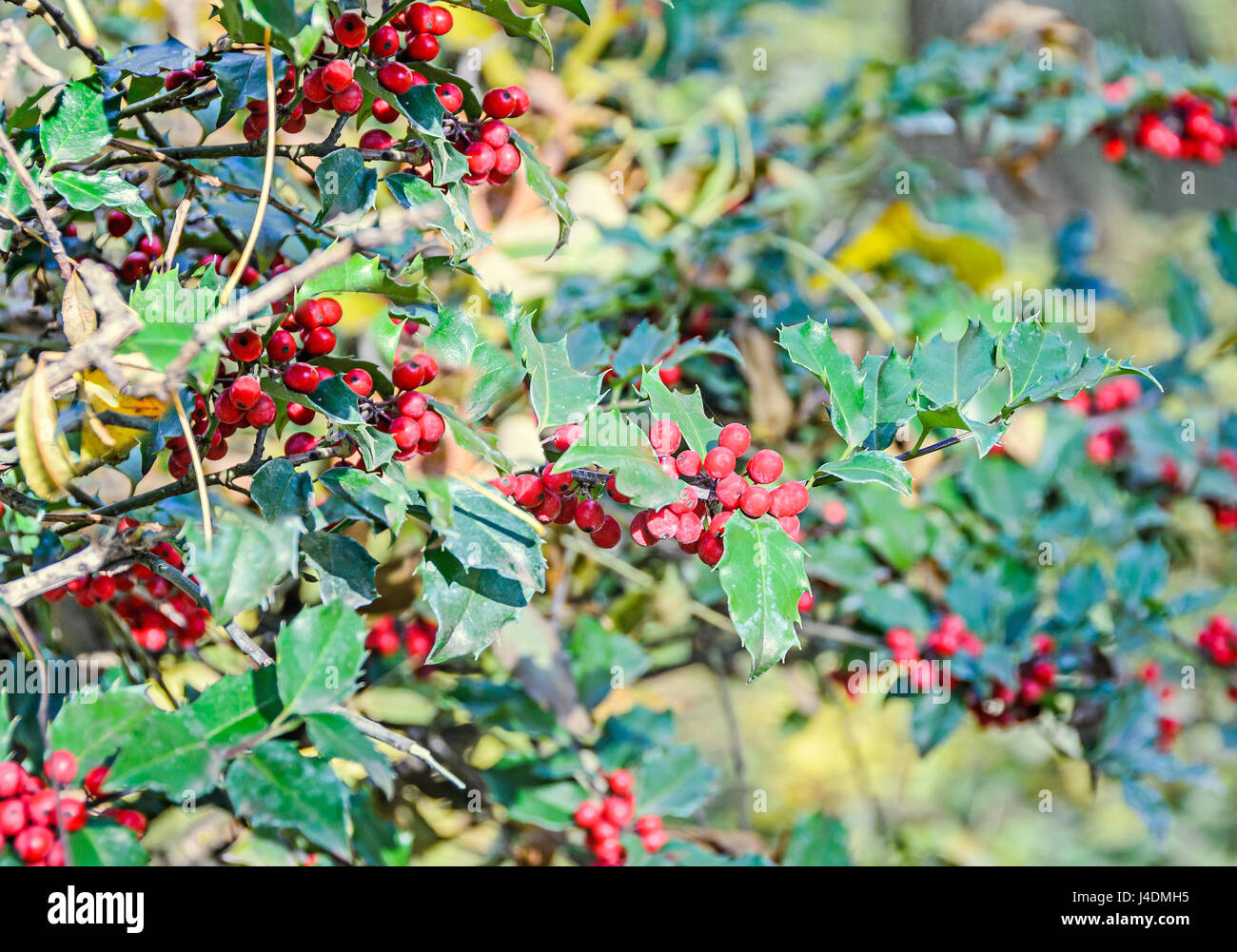 Ilex or holly red fruits, shrub genus in the family Aquifoliaceae Stock ...