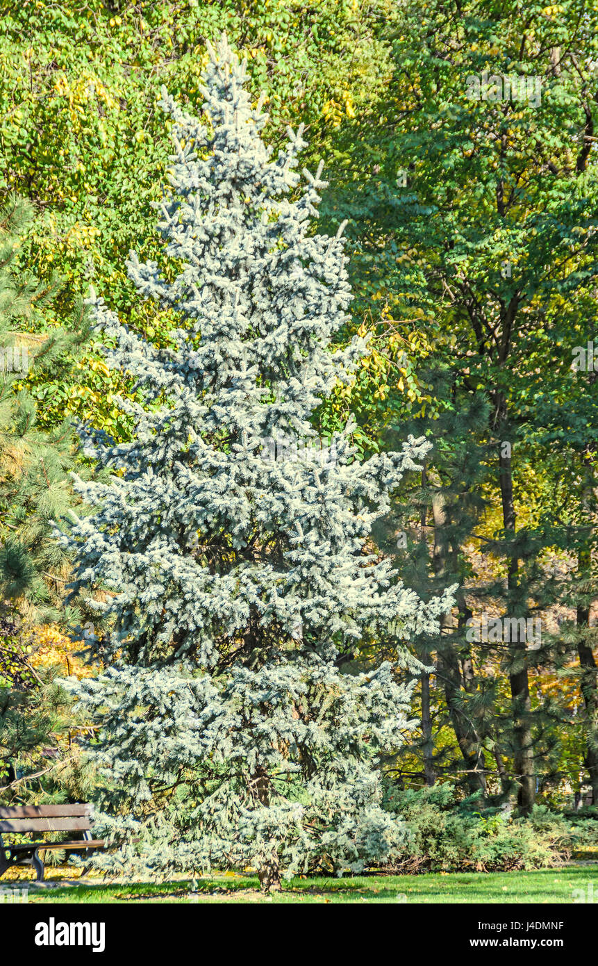 Green silver pine tree in autumn time, orange yellow leaves Stock Photo - Alamy