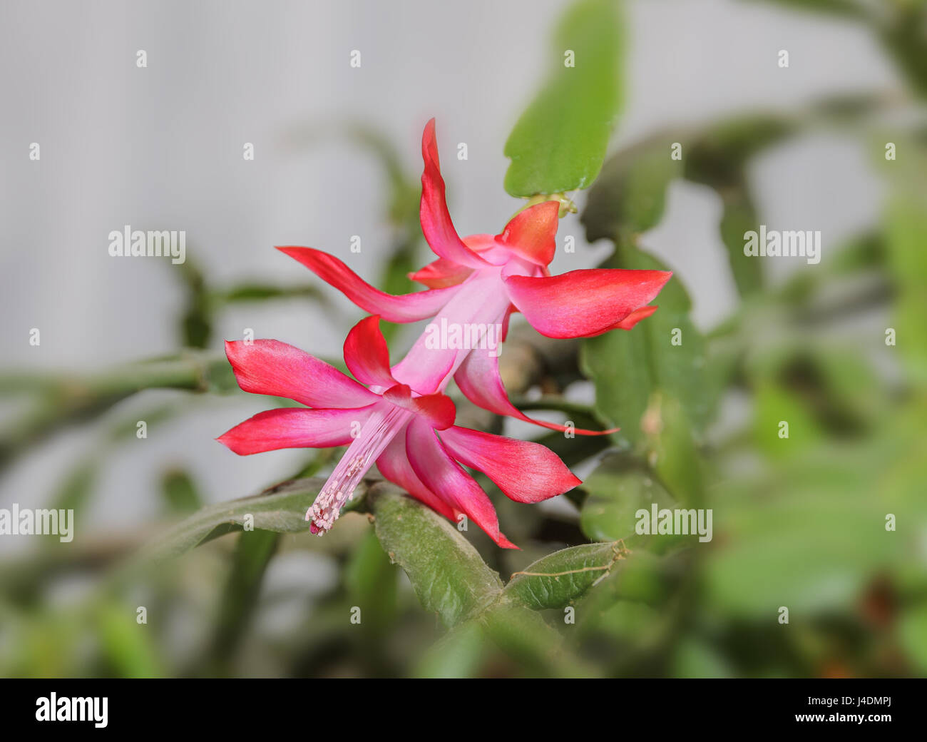 Schlumbergera truncata hi-res stock photography and images - Alamy