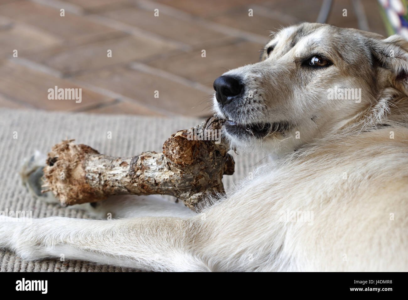 Chewing wood hi-res stock photography and images - Alamy