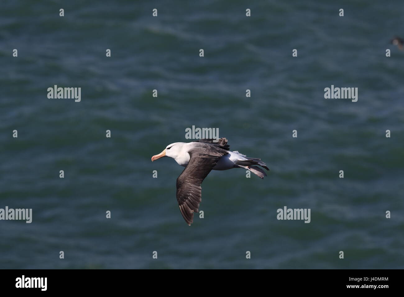 Black-browed Albatros ( Thalassarche melanophris ) or Mollymawk ...