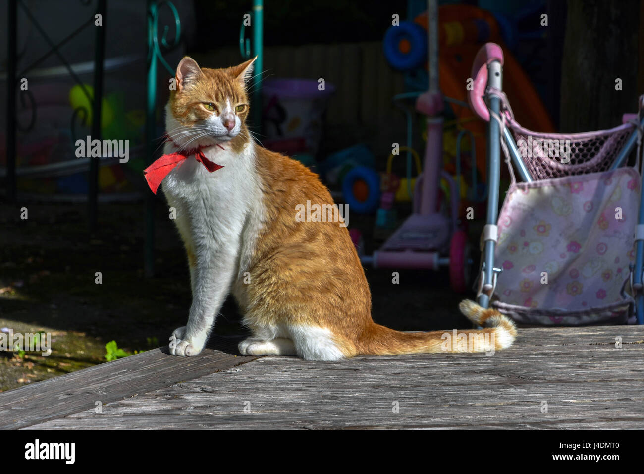 Ginger with white cat hi-res stock photography and images - Alamy