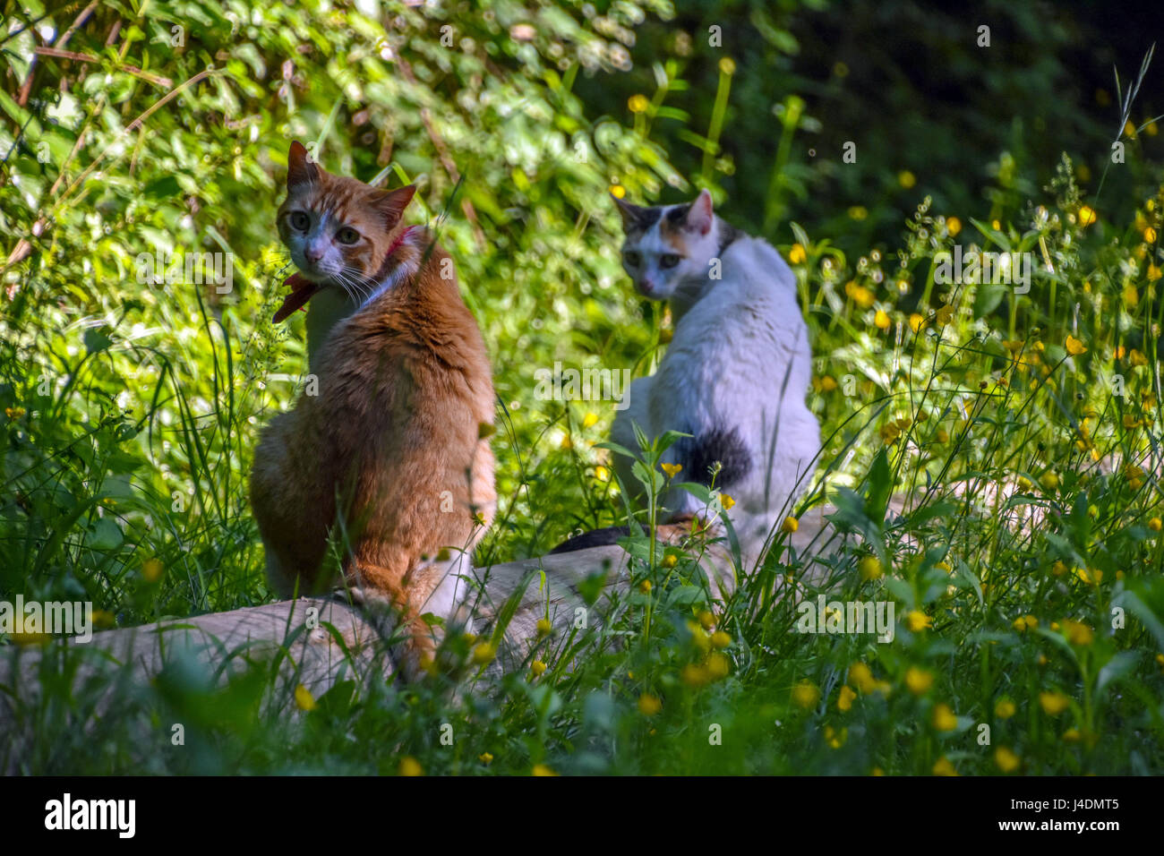 Feral farm cat sitting looking Stock Photo - Alamy