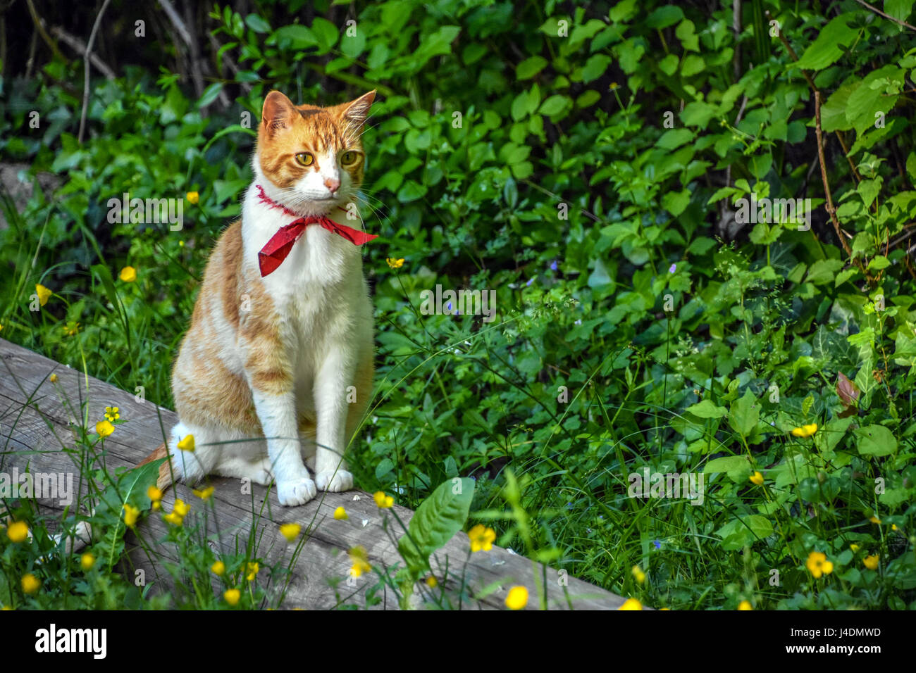 Feral farm cat sitting looking Stock Photo - Alamy