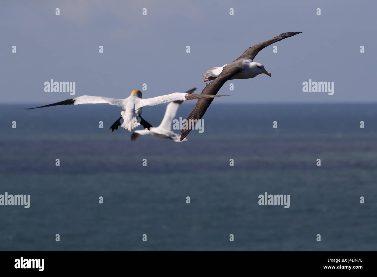 Black-browed Albatros ( Thalassarche melanophris ) or Mollymawk ...