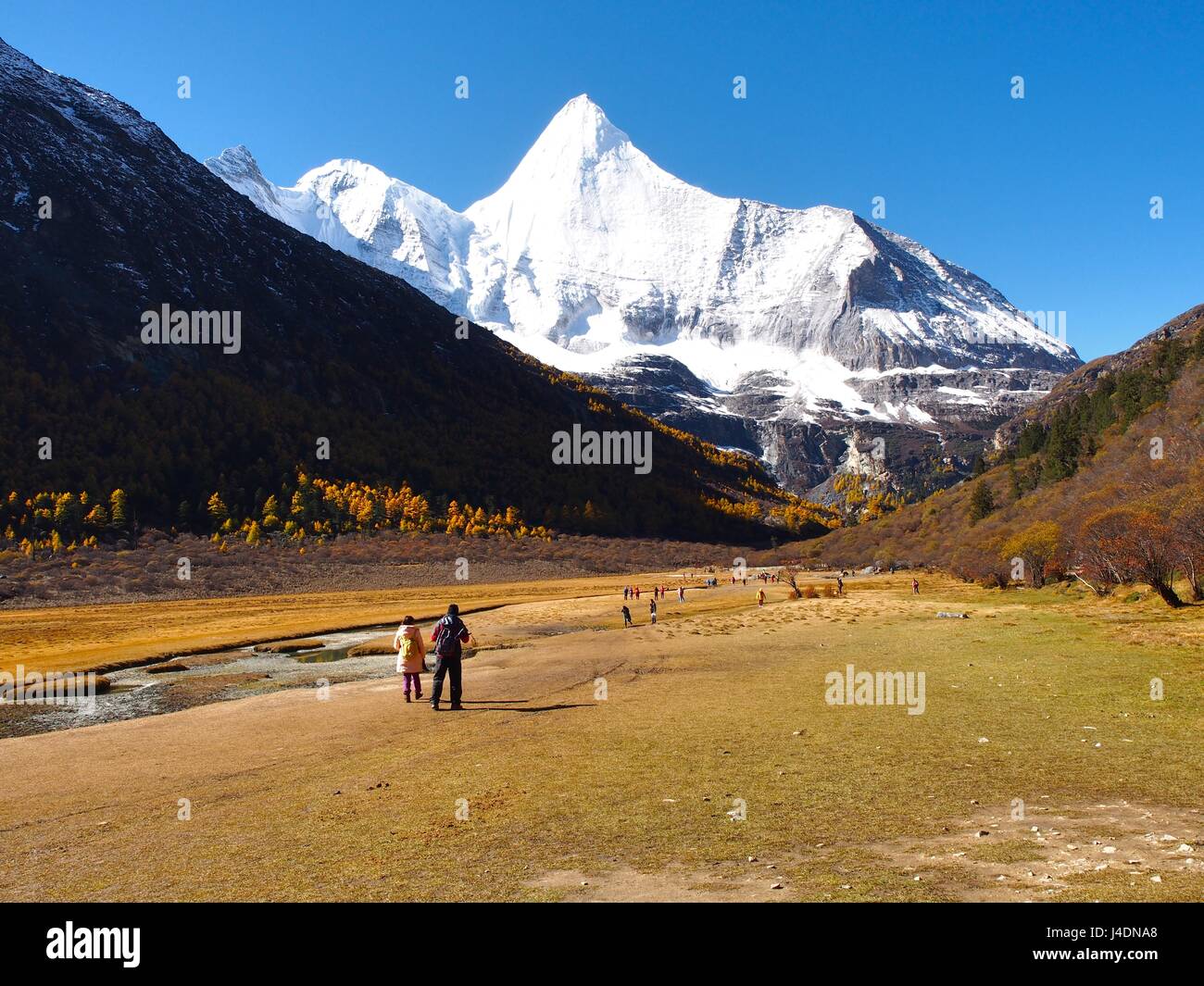 The Autumn at Yading Nature Reserve in Daocheng County ,China Stock ...