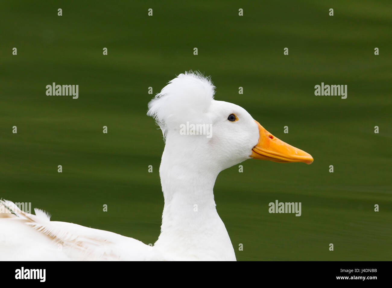 Funny goose hi-res stock photography and images - Alamy