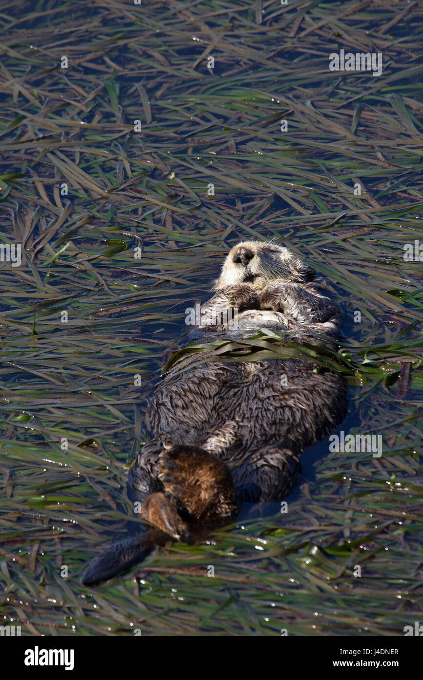 Sea otter sleeping on bed of seaweed hi-res stock photography and ...